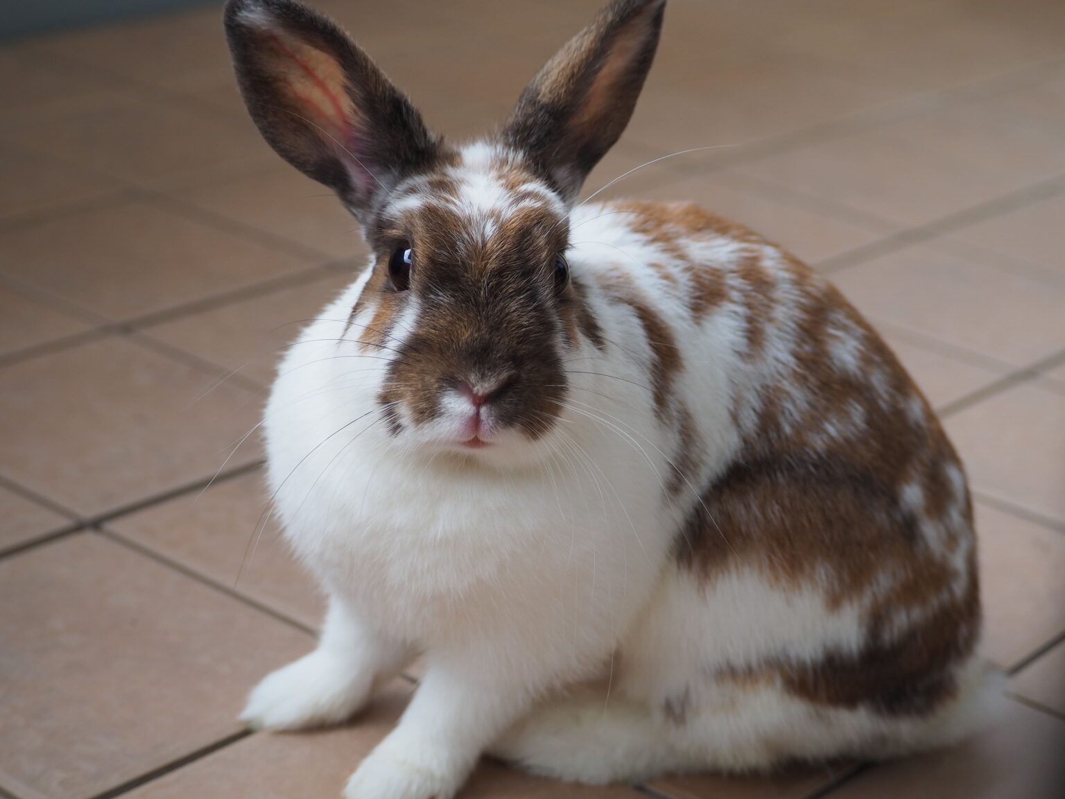 spin_sample.txt | chemhobby